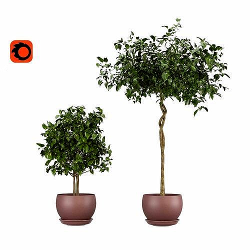 Ficus benjamina - two trees in a pot 3d model