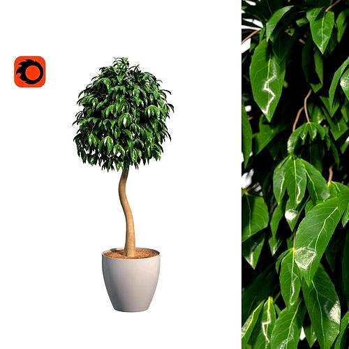 Ficus benjamina 3d model