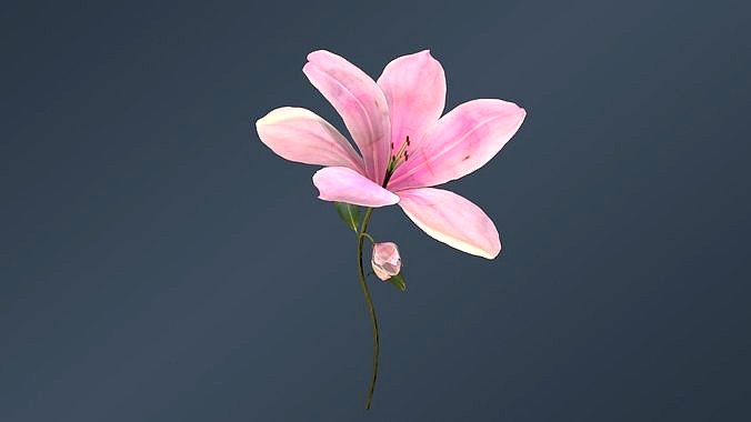 Lily Magnolia Flowers Rigged and Animated 3d model