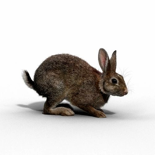 Japanese hare Animated VFX Grace 3d model