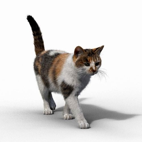 Calico Cat 01 Animated VFX Grace 3d model