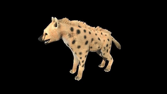 Realistic hyena model with fur 3d