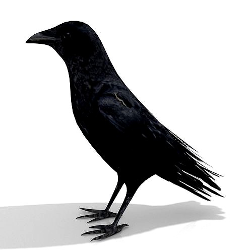 Crow 3d model
