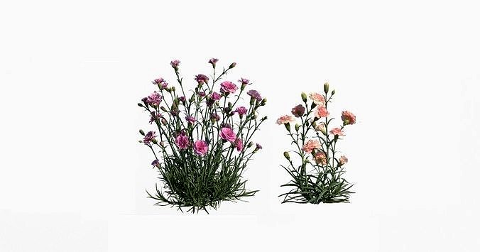 Carnation VFX Grace 3d model