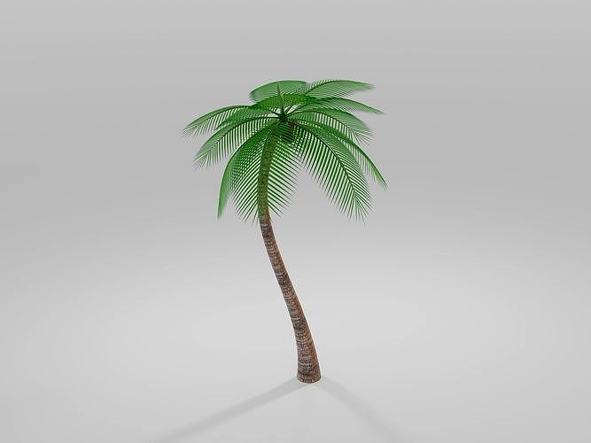 Coconut tree Model 3d