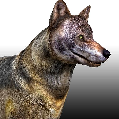 Grey Wolf - Gray Rig 3d model