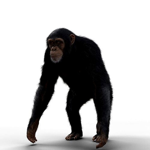 Chimpanzee Rigged VFX Grace 3d model