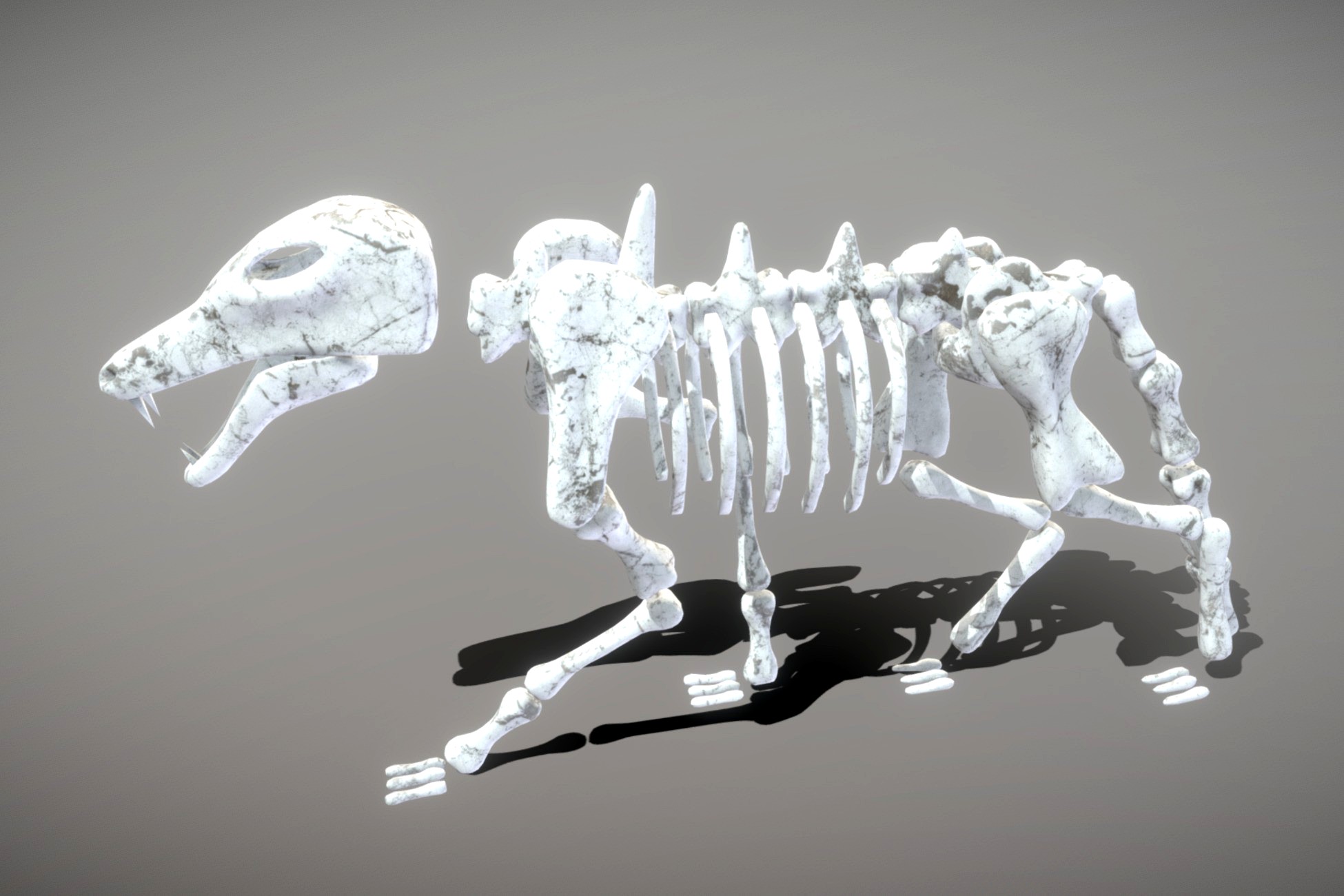 Wolf Skeleton 3d model
