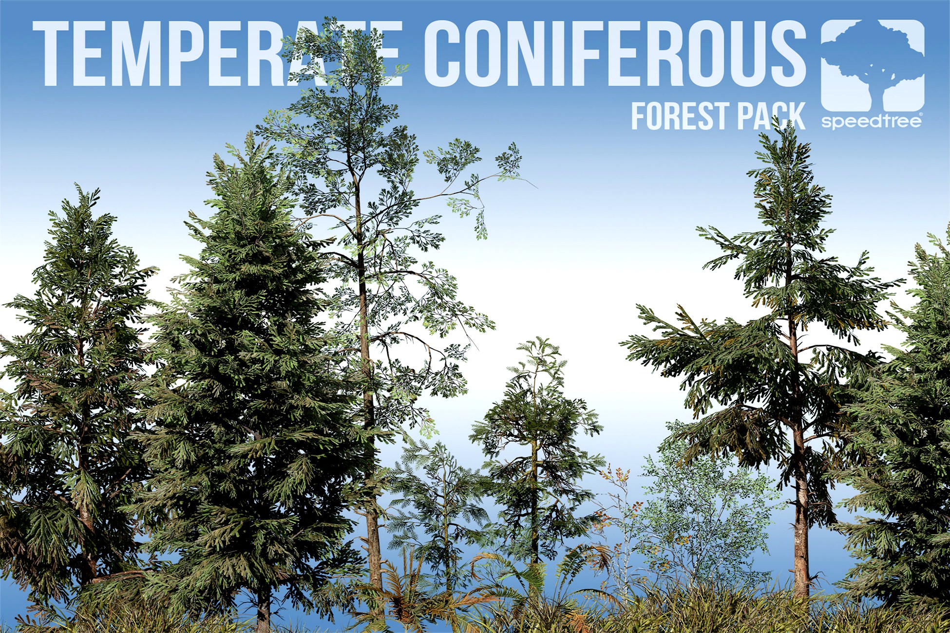 Temperate Coniferous Forest Pack (v8) 3d model