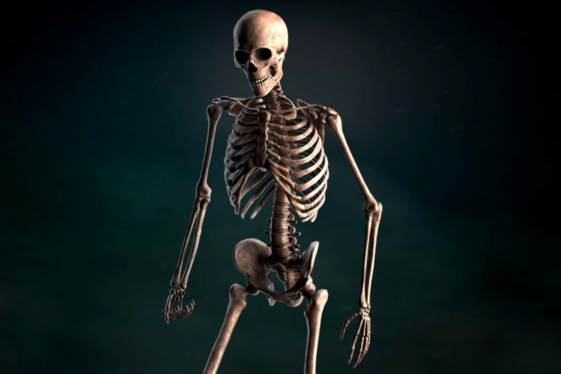 Realistic Skeleton 3d model