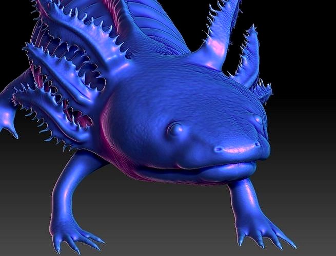 Axolotl | 3D model