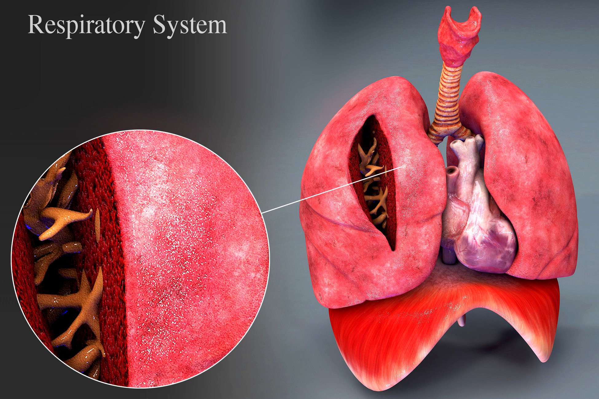 Respiratory System Animation 3d model