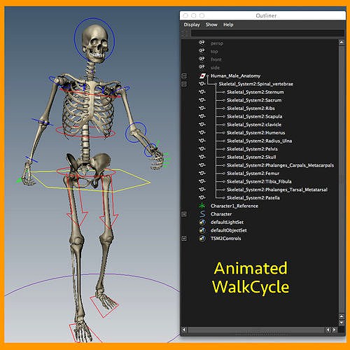 Skeletal System Rigged 3d model