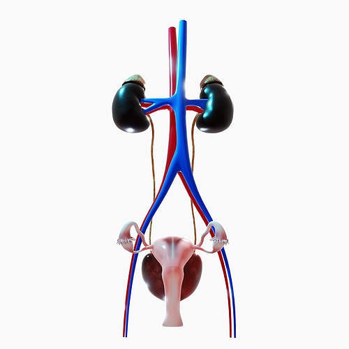 Female Urinary System 3d model