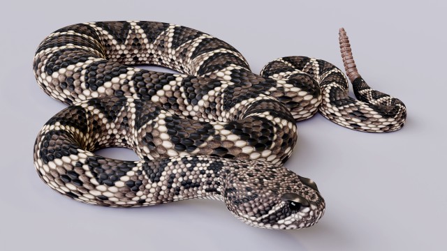 eastern diamondback rattlesnake - animated 3d model