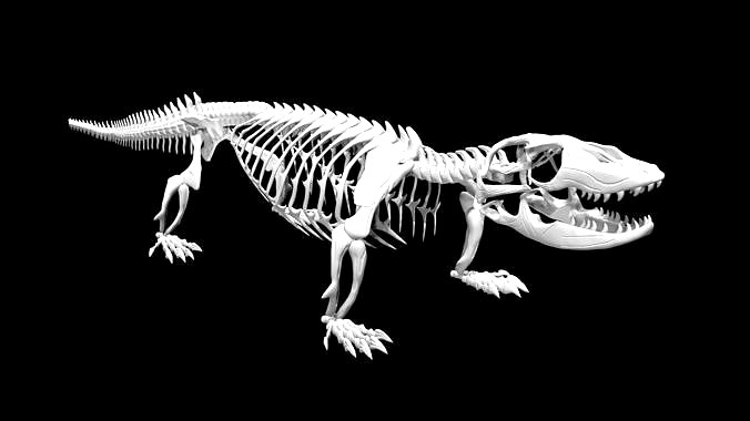 Komodo dragon skeleton 3d model