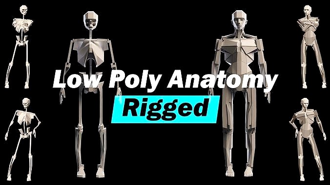 Low Poly Human Anatomy Rigged 3d model