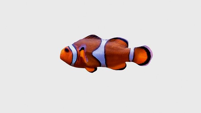 Low Poly Clownfish Rigged With Realistic Texture 3d model
