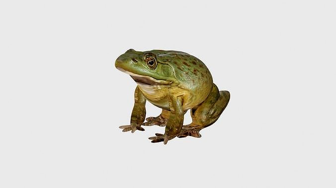 Low Poly Bullfrog Rigged With Realistic Texture 3d model