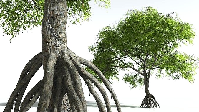 EVERYPlant Red Mangrove 12 --15 Models-- 3d