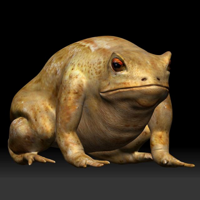 cane toad bullfrog fat frog 3d model