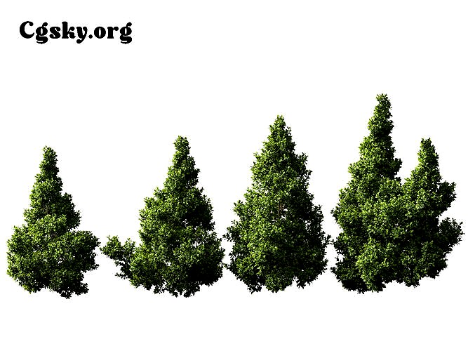 Garcinia subelliptica - Happiness Tree 02 3d model