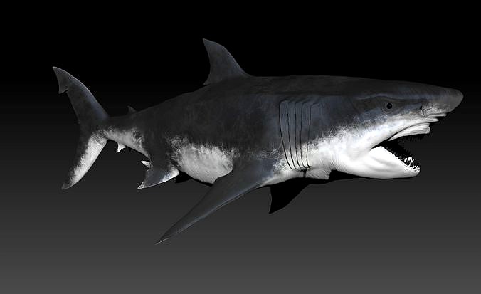 Megalodon SCULPT Project 3d model