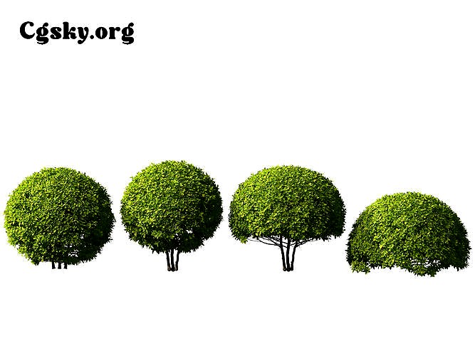 Ficus Microcarpa Golden Leaves - Indian Laurel Fig 3d model