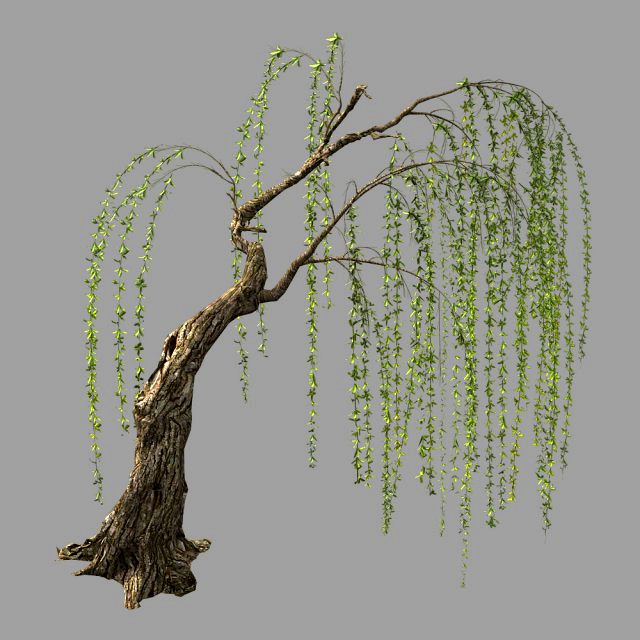 willow-plant 15 3d model