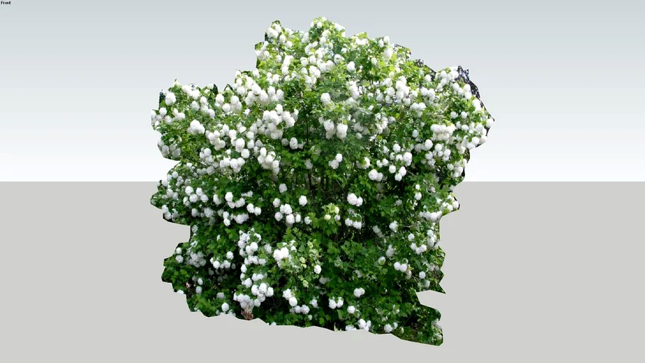 Putinas Viburnum opulus Roseum 3d model