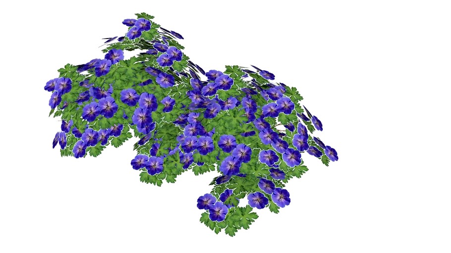 geranium 3d model