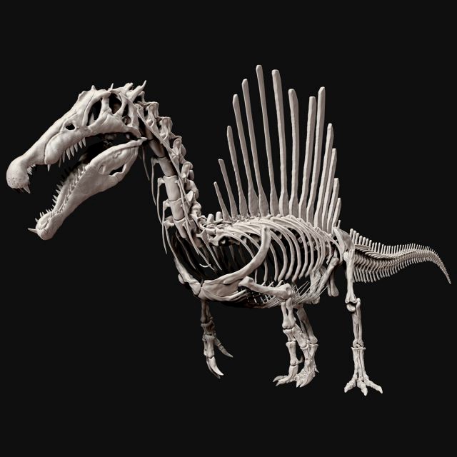 spinosaurus full skeleton sculpt model 3d