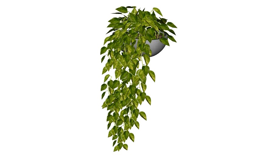 Planta tanaman pot 13 3d model