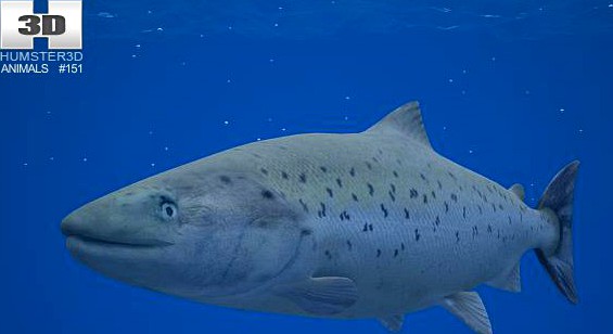 Atlantic Salmon 3D Model