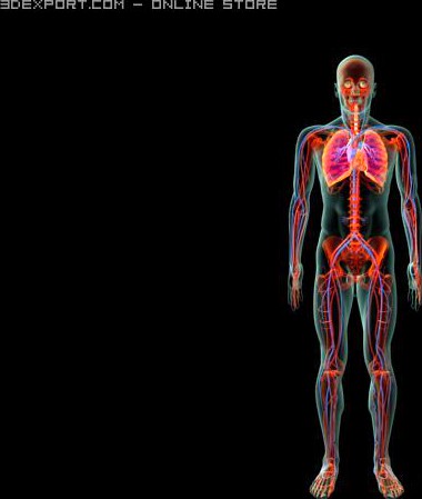 Human system 3D Model