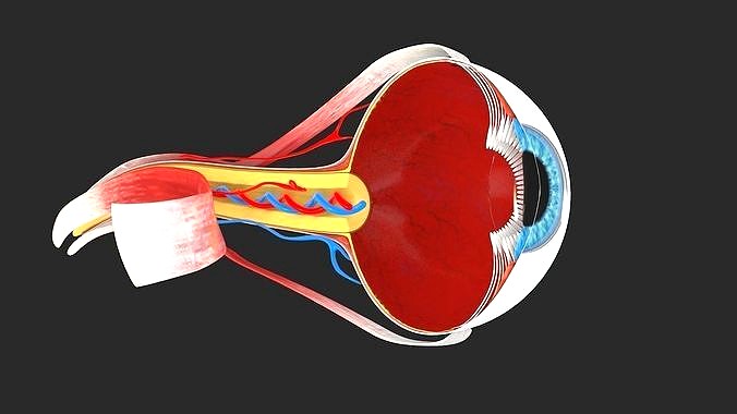Eye anatomy cross section - inner structure 3d model