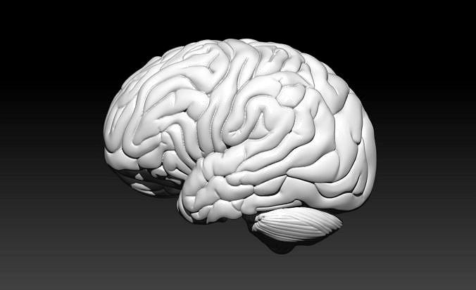 Human Brain Structure Educational Print | 3D model