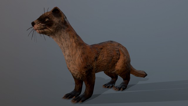 Black Footed Ferret 3d Model