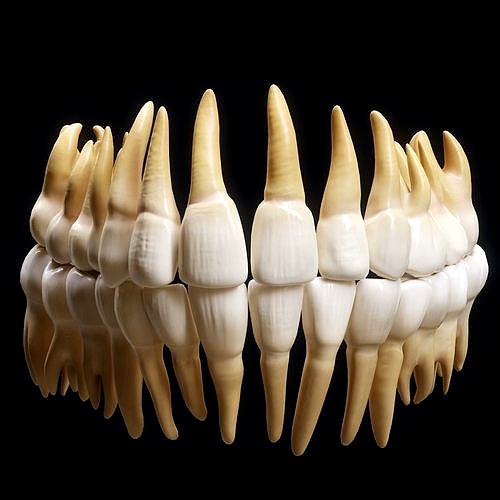 Human Teeth Tooth 3d model