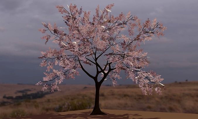 sakura tree 3d model