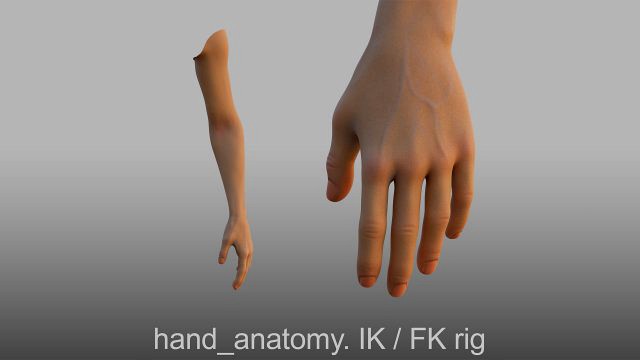 hand anatomy 3d model