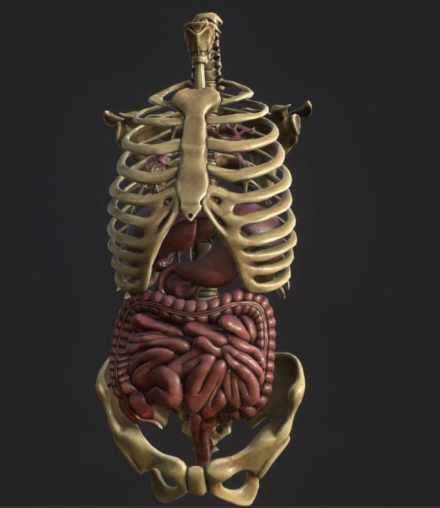 anatomy skeleton pelvis spinal column ribs and organ pbr and print 3d model