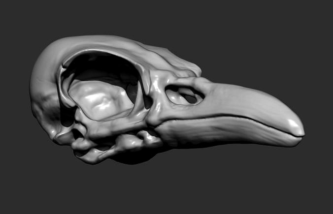 High Poly Raven Skull Sculpt 3d model