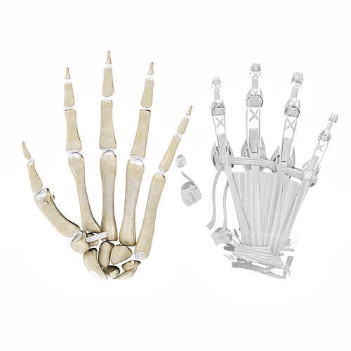 Hand bones with ligaments 3d model