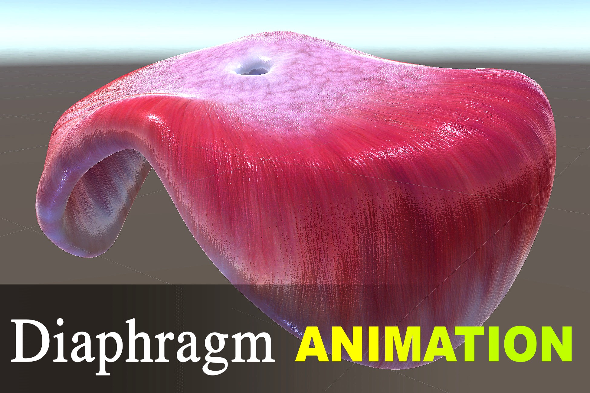 Diaphragm Animation 3d model