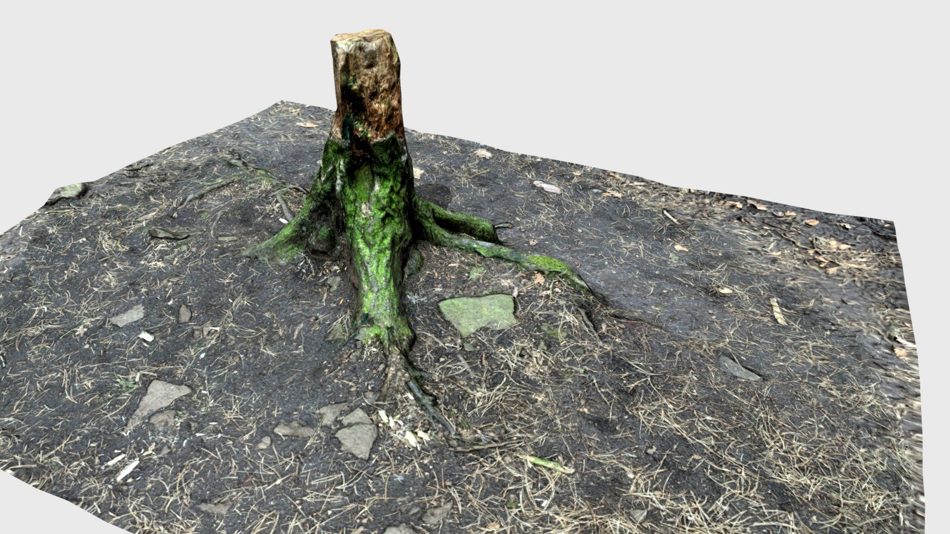 Tree Stump - Low Poly - Maps: 2048 by 2048 3d model
