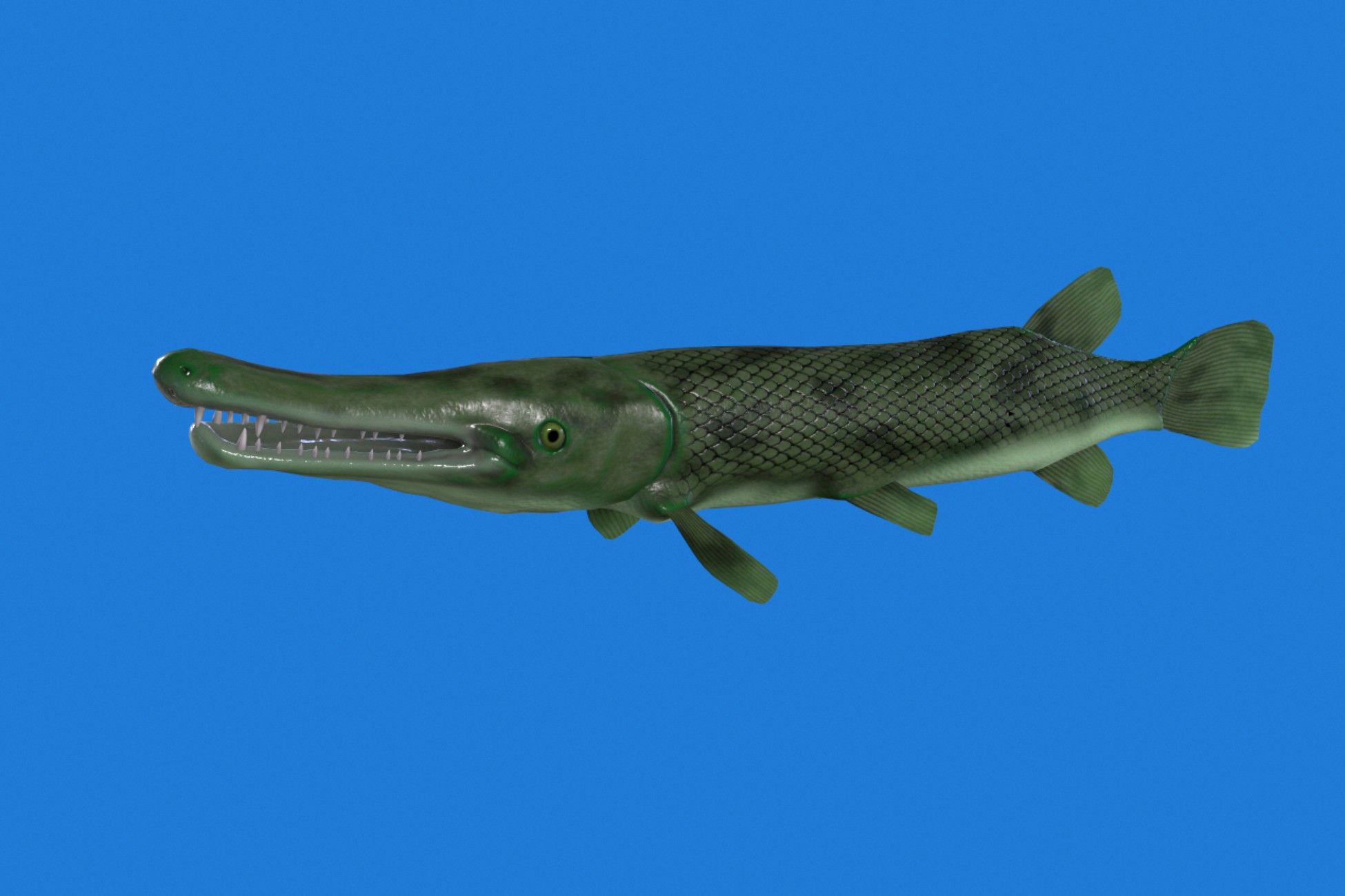 Alligator gar fish 3d model
