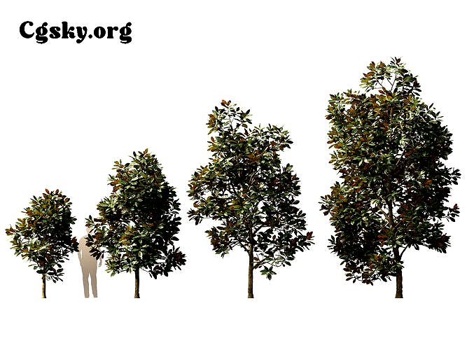Magnolia grandiflora - Bull bay 04 Tree 3d model