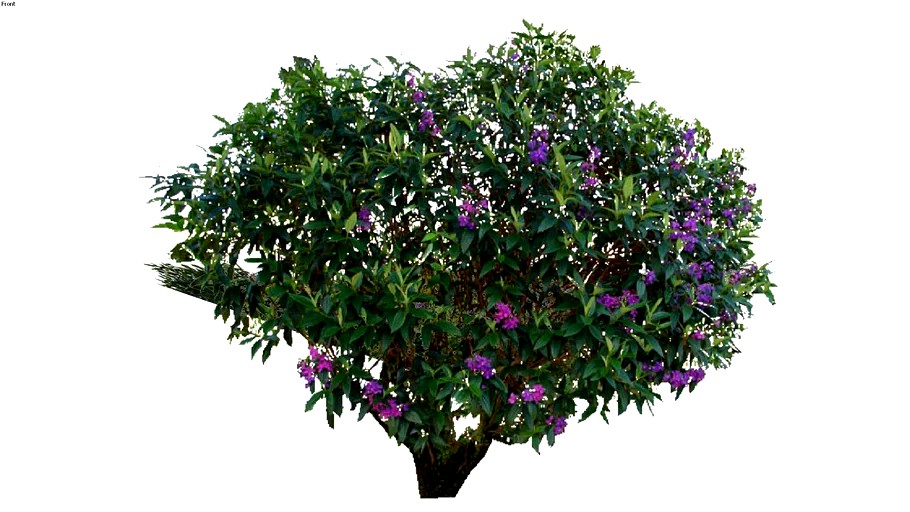 Shrubs - Upright - Tibouchina urvilleana - Princess Flower 3d model