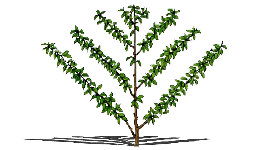 Shrubs - Vines and Espalier - Palmette Trained Fruit Tree 3d model